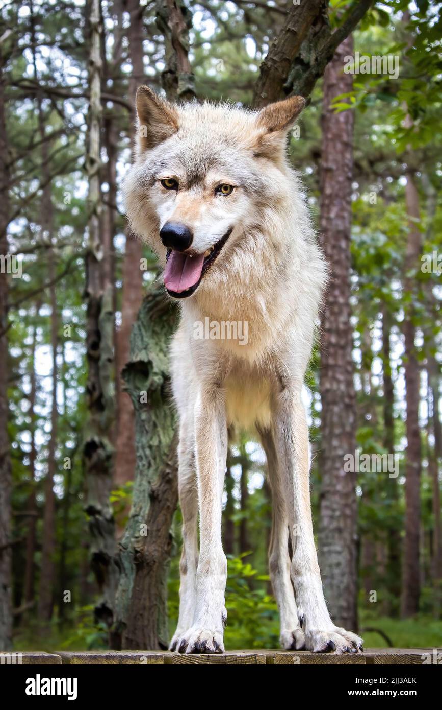 Single wolf portrait close up full size thin Stock Photo - Alamy