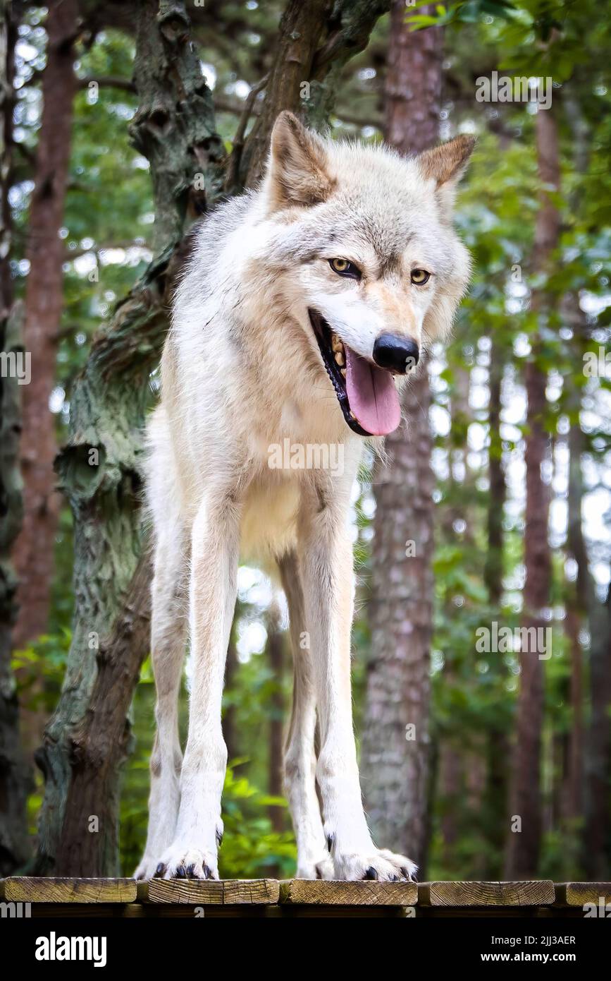 Single wolf portrait close up full size thin Stock Photo - Alamy