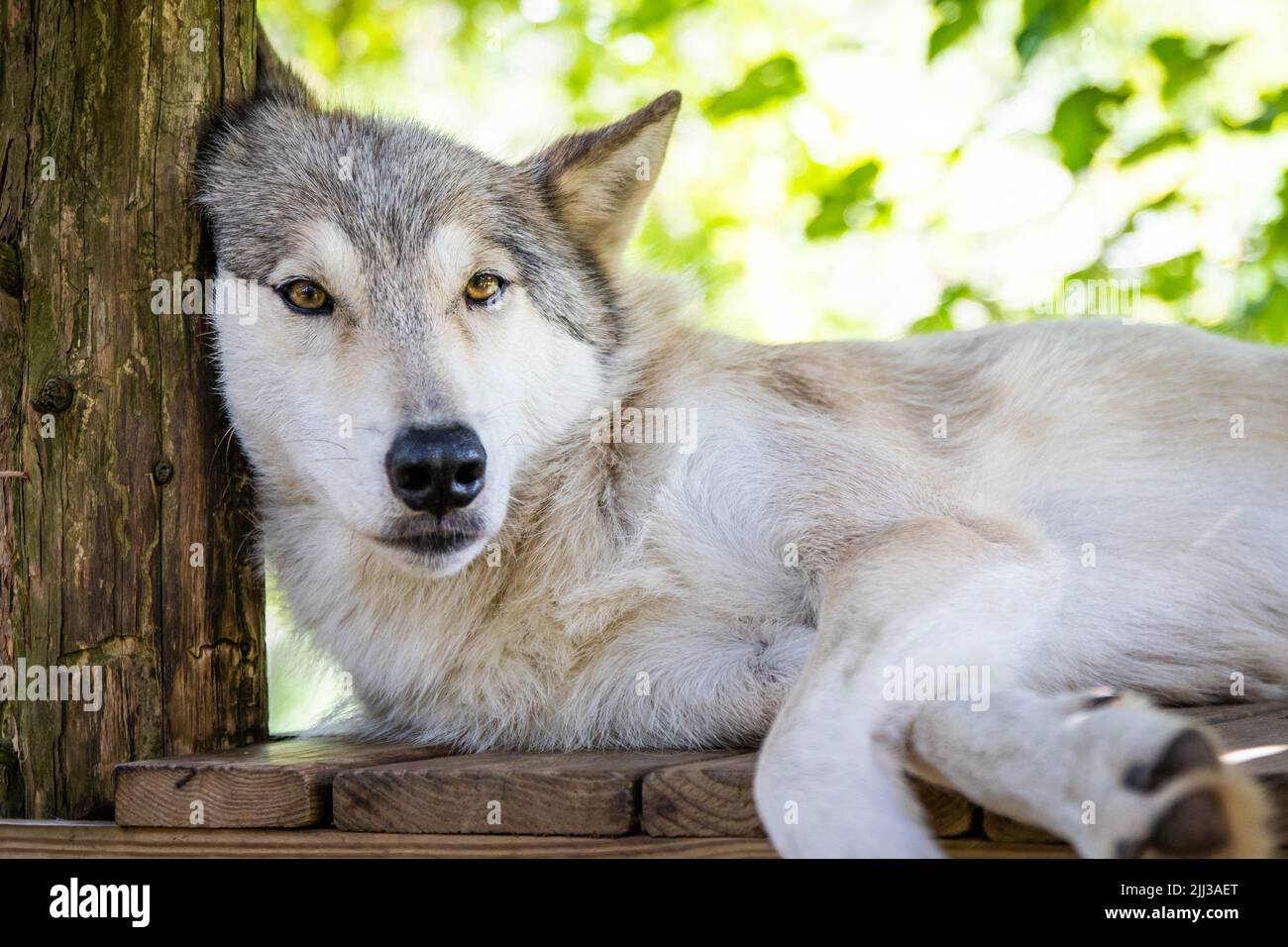 Timber Wolf Pets