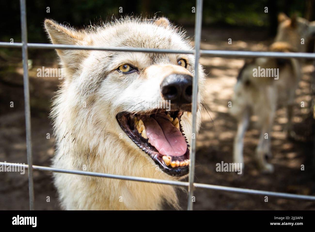 Angry guard dog looking from the cage barking dangerous Stock Photo - Alamy