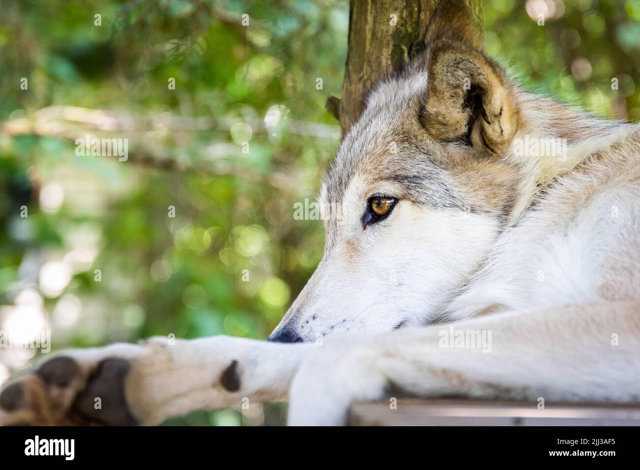 White Wolf Hybrid Dogs