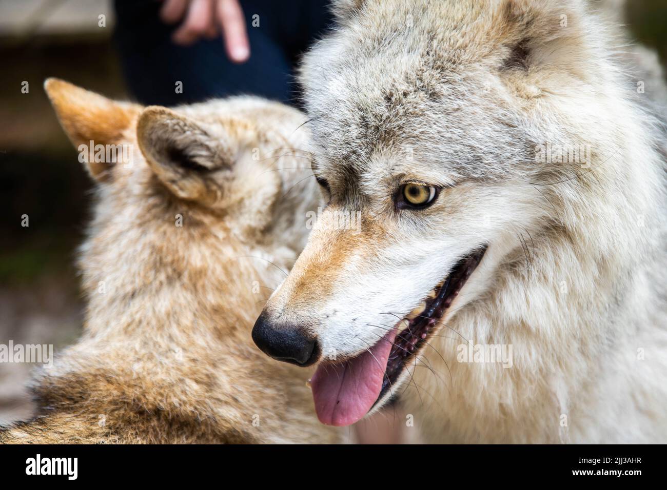 Close up couple of wolfes portrait playing together mating Stock Photo ...