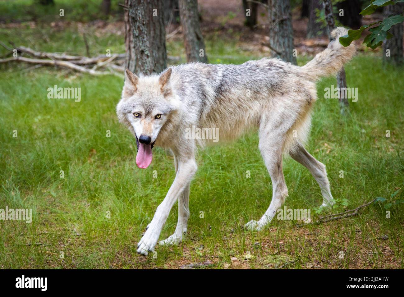 Male female alpha wolf alpha hi-res stock photography and images - Alamy
