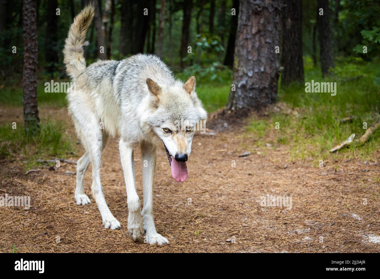 Male female alpha wolf alpha hi-res stock photography and images - Alamy