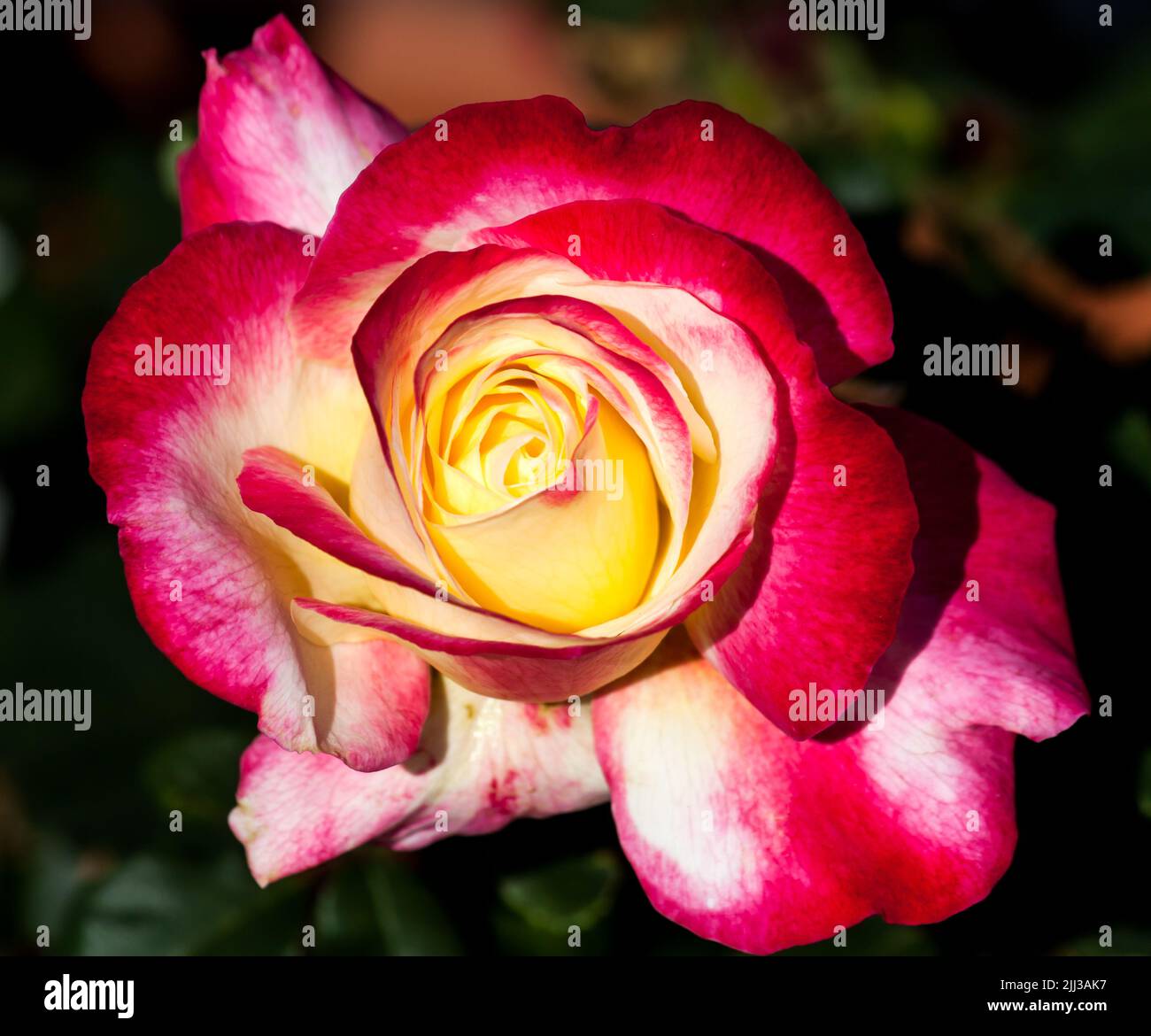 yellow and red rose closeup with dark background Stock Photo - Alamy