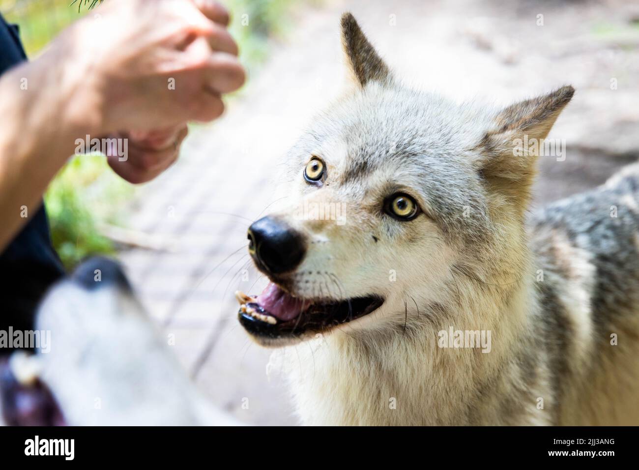 What To Feed Wolf Dogs