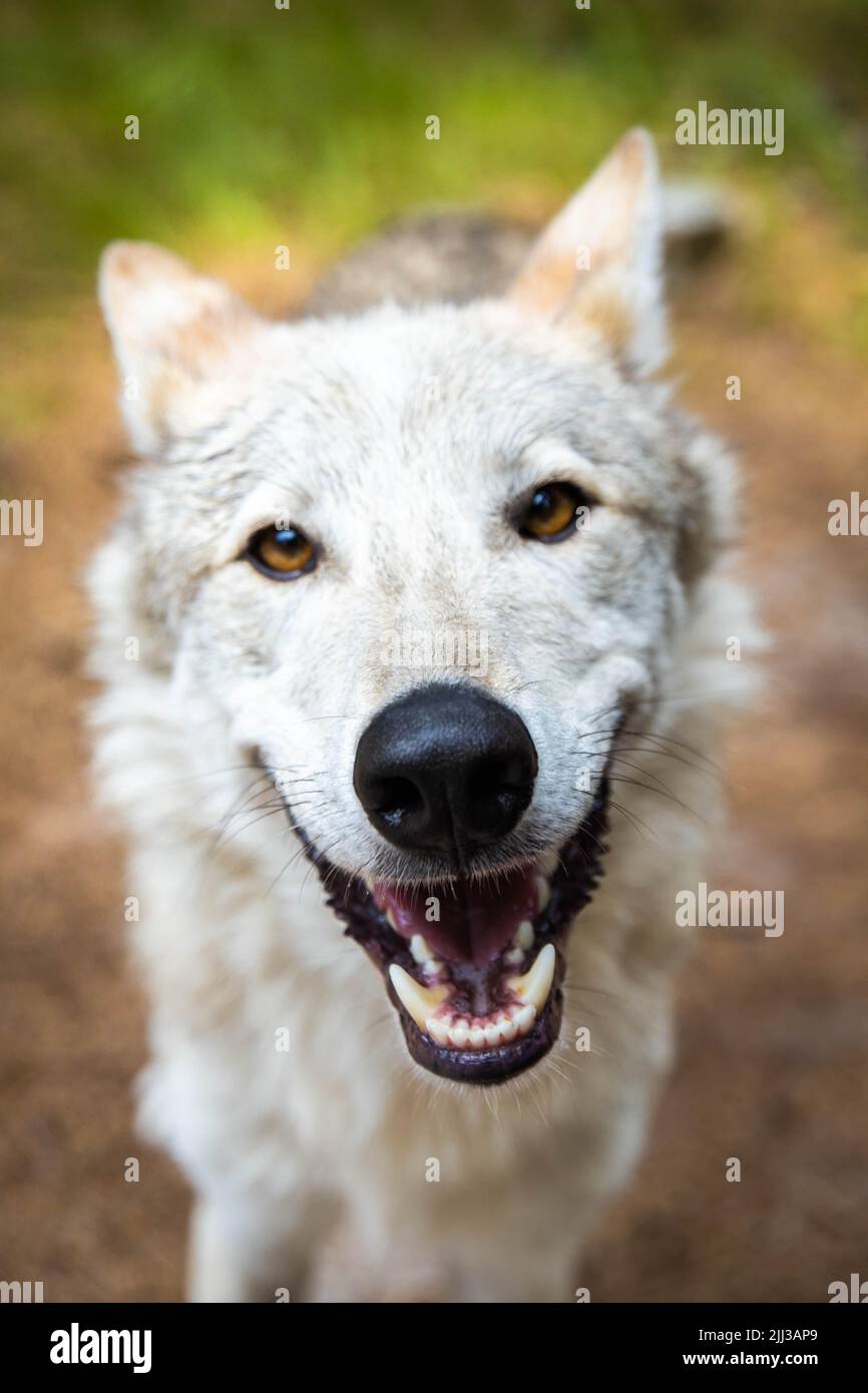 Wolf open mouth hi-res stock photography and images - Alamy