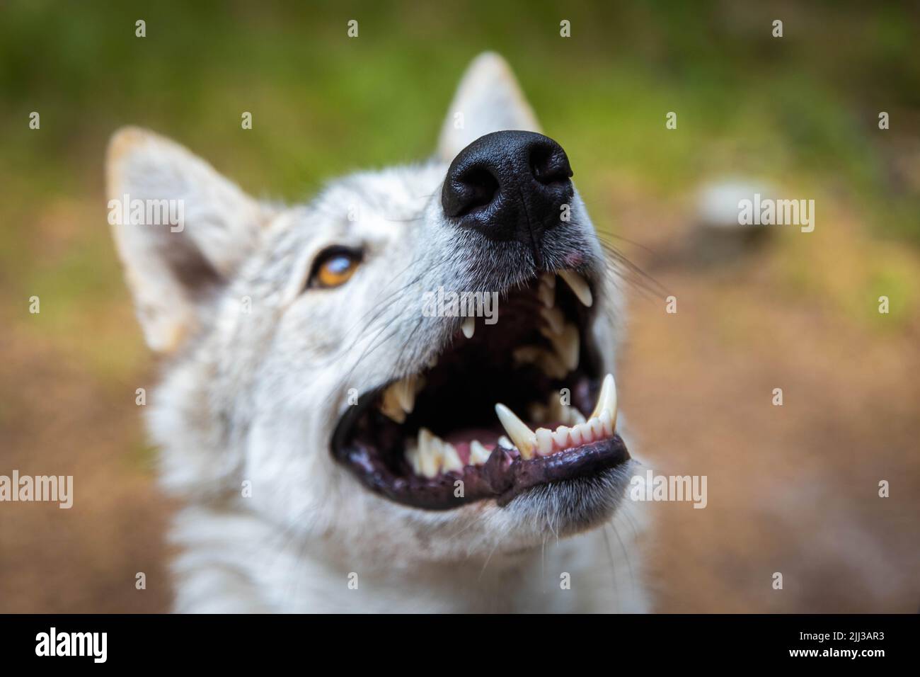 Wolf open mouth hi-res stock photography and images - Alamy
