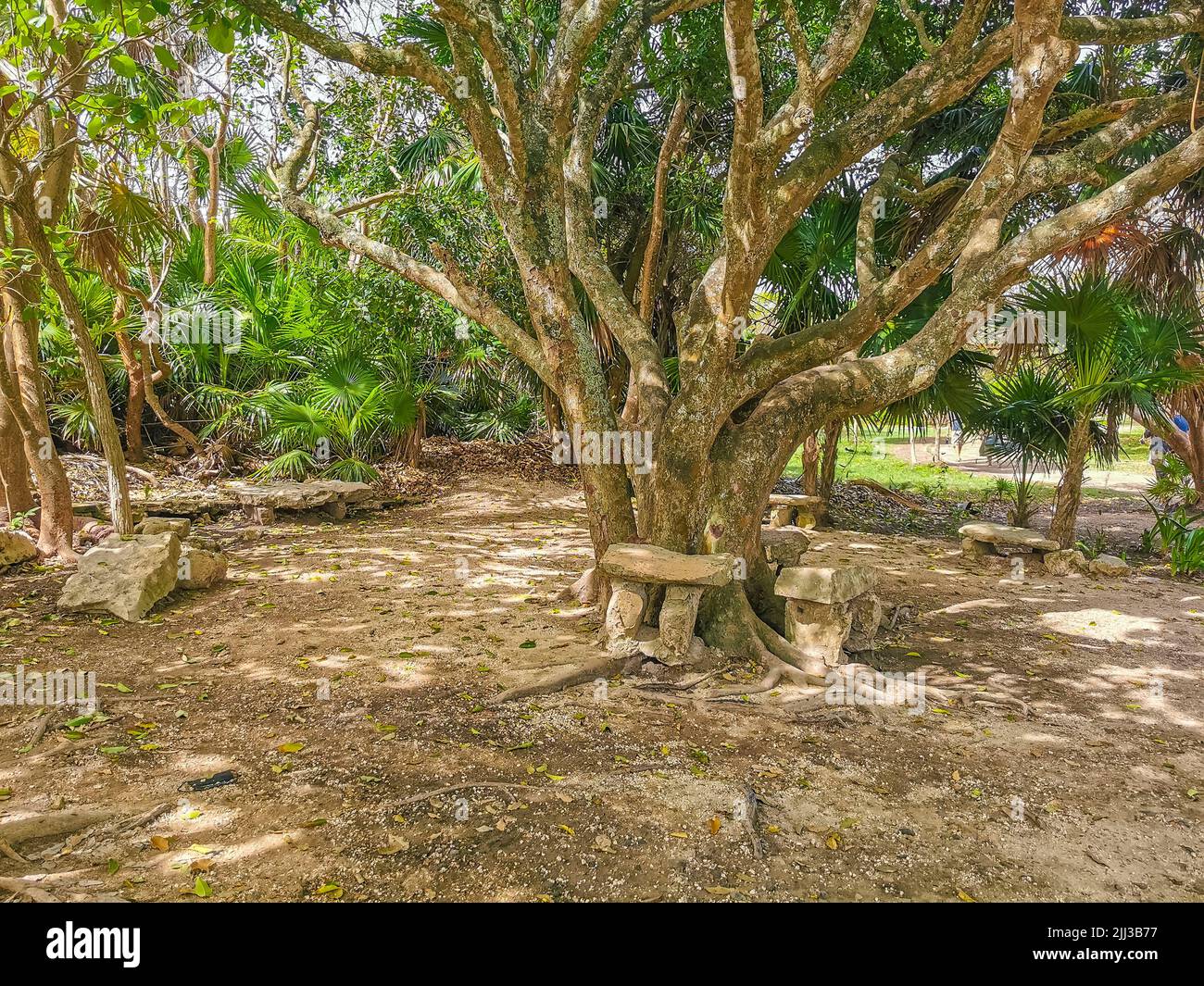 Ancient Tulum ruins Mayan site with temple ruins pyramids and artifacts ...
