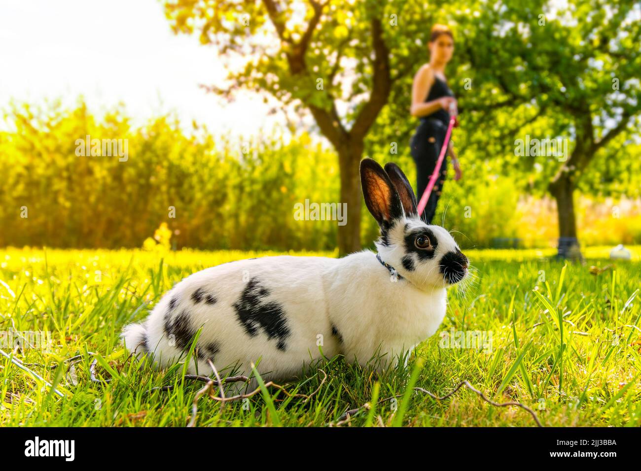 Big white rabbit hi-res stock photography and images - Alamy