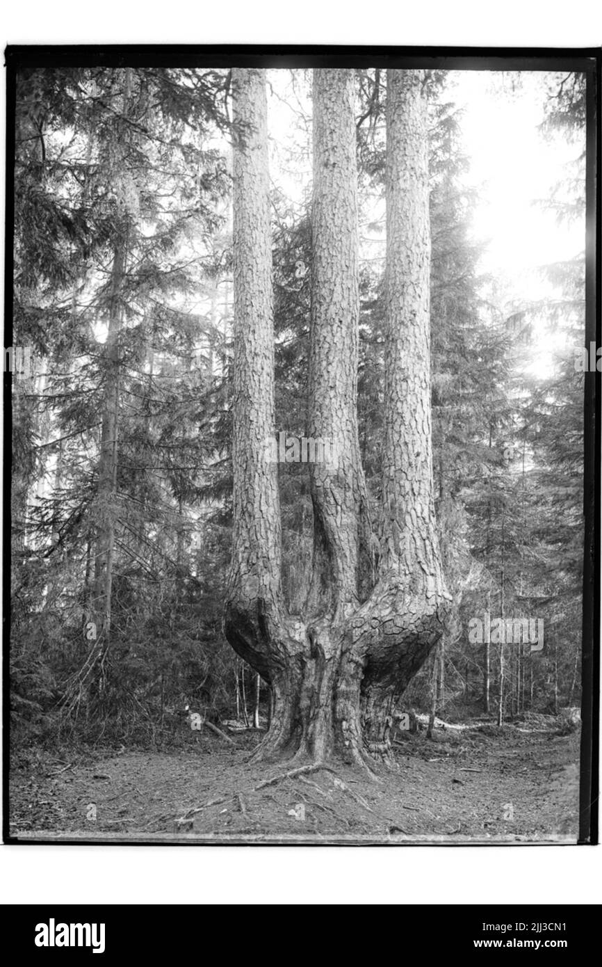 The so -called fork number, a pine with 3 tribes. LS-506 Stock Photo ...
