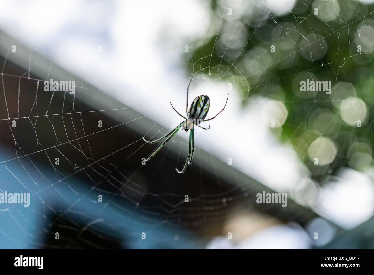 Orchard Orbweaver hanging upside down on web in Nicaragua with out-of ...