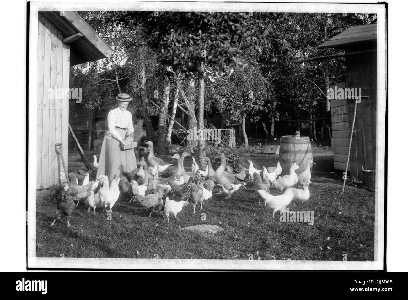 Woman geese chickens in hi-res stock photography and images - Alamy