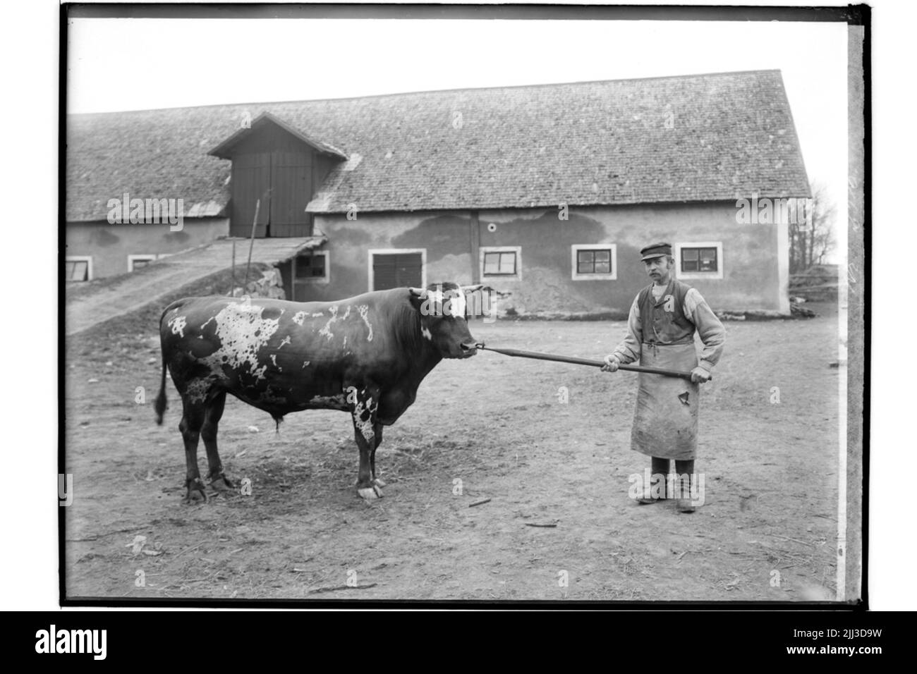 Barn. Man with bull.axel Nilsson Stock Photo - Alamy