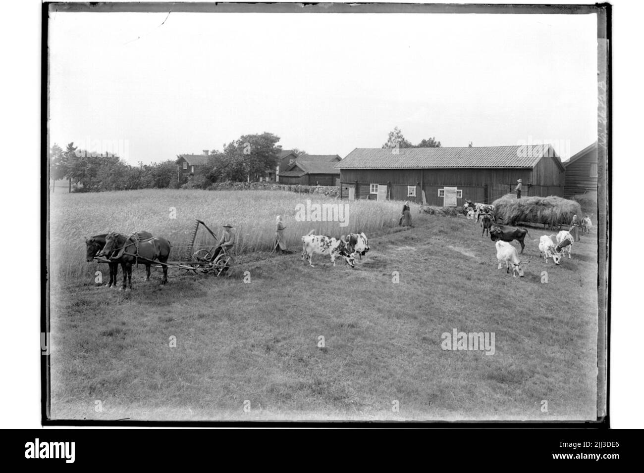 Two. dwelling houses and economy buildings, oxen tense for gossip, 2 ...