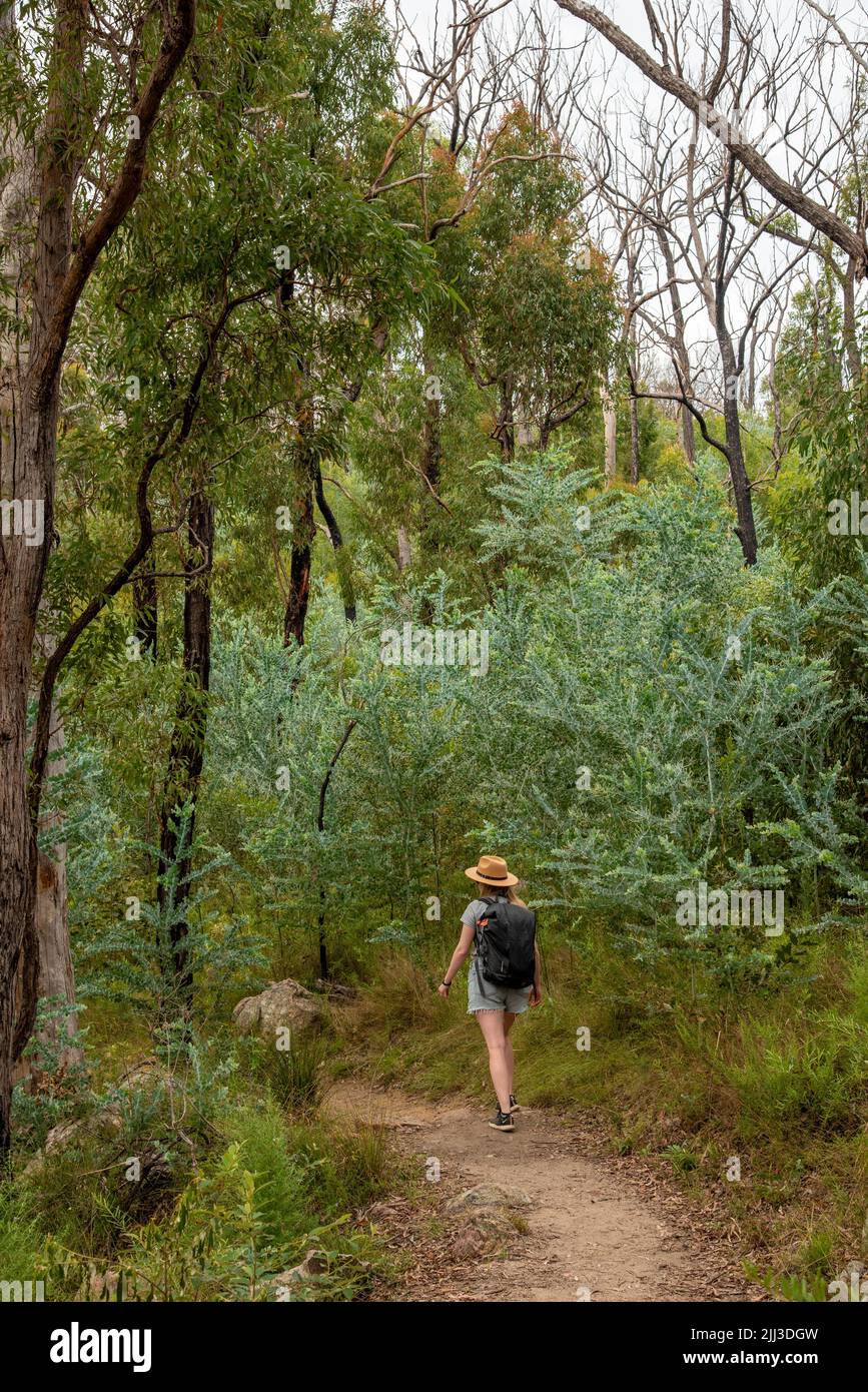 Woman hiking through the Australian bush at Crows Nest National Park ...