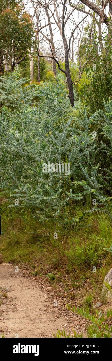 Stunning Australian bush landscape at Crows Nest Falls, Queensland ...