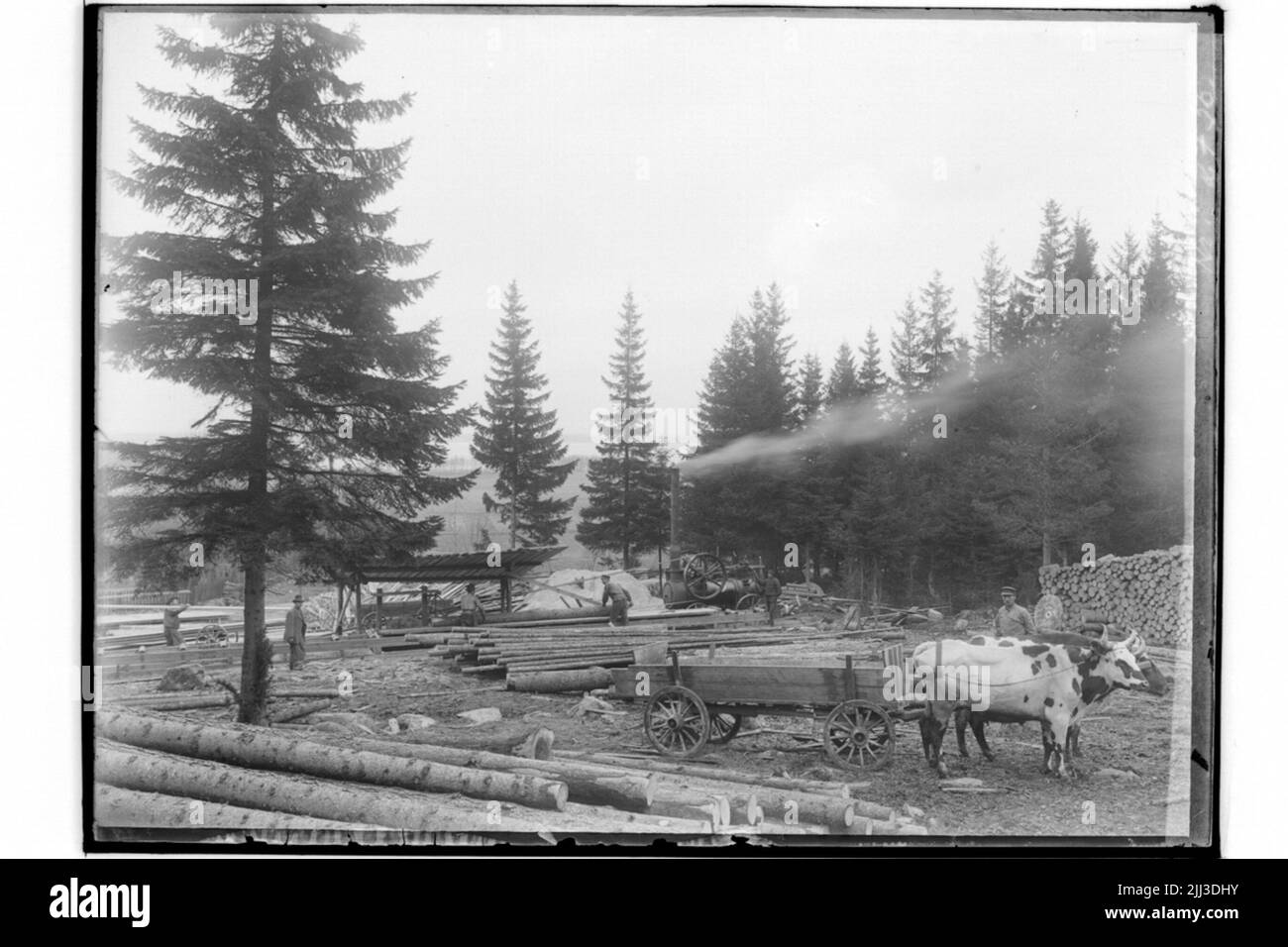 Steam saw.6 Men, 2 oxen tense for carriage Stock Photo - Alamy