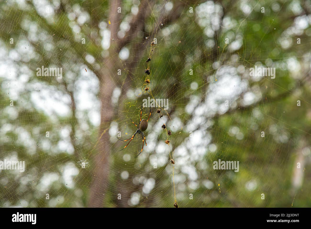 Golden silk orb-weaver Orb spider. Pictured in natural environment in ...