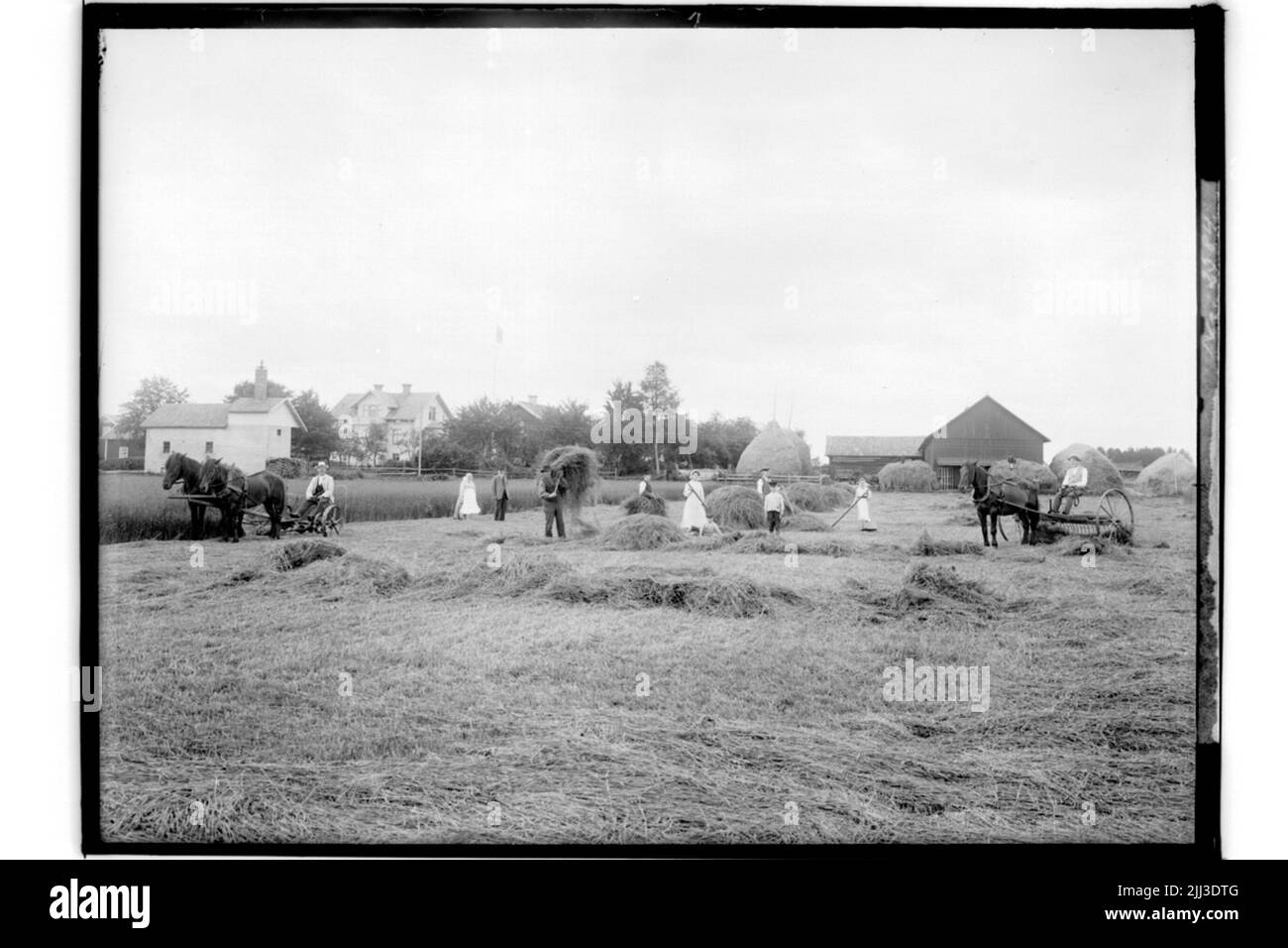 Hay songs. 10 people, 2 horses for mower, 1 horse for horse meeting ...
