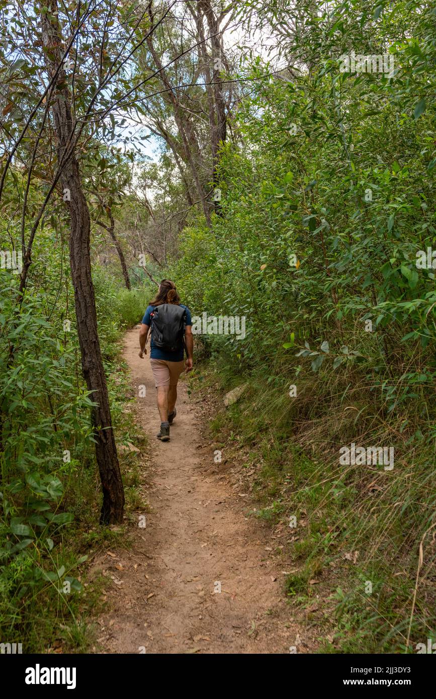 Man hiking through the Australian bush at Crows Nest National Park ...