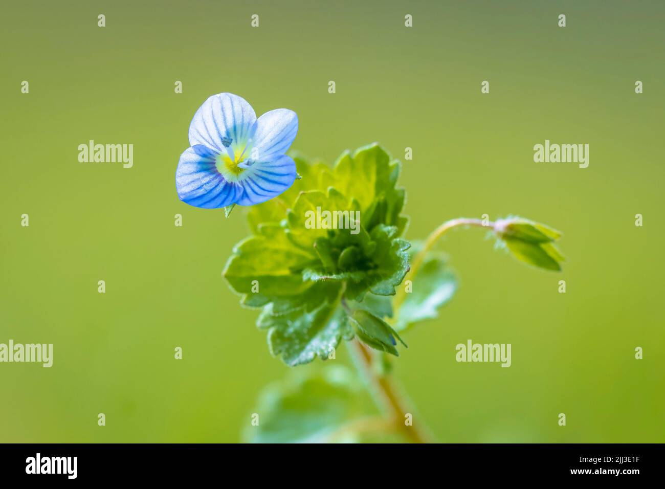 Closeup of Veronica persica, speedwell flower blue petals blooming ...