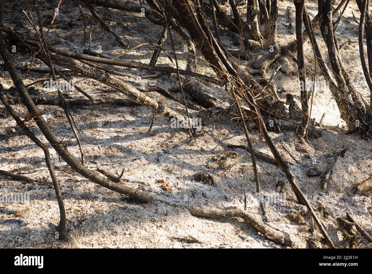 Aftermath of a wildfire. Burned out bushes and vegetation Stock Photo ...