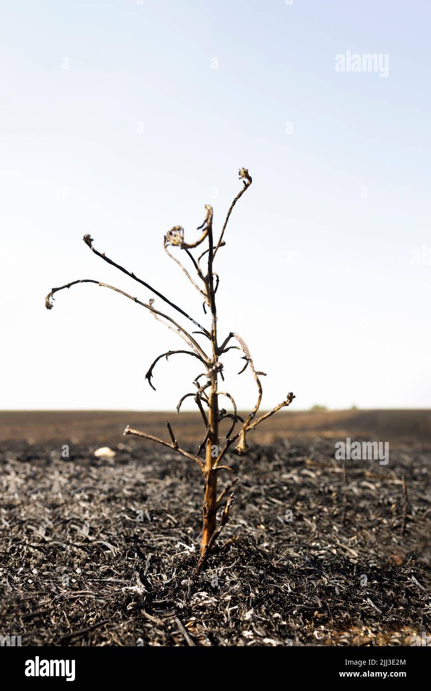Burned plant in a burned field Stock Photo - Alamy