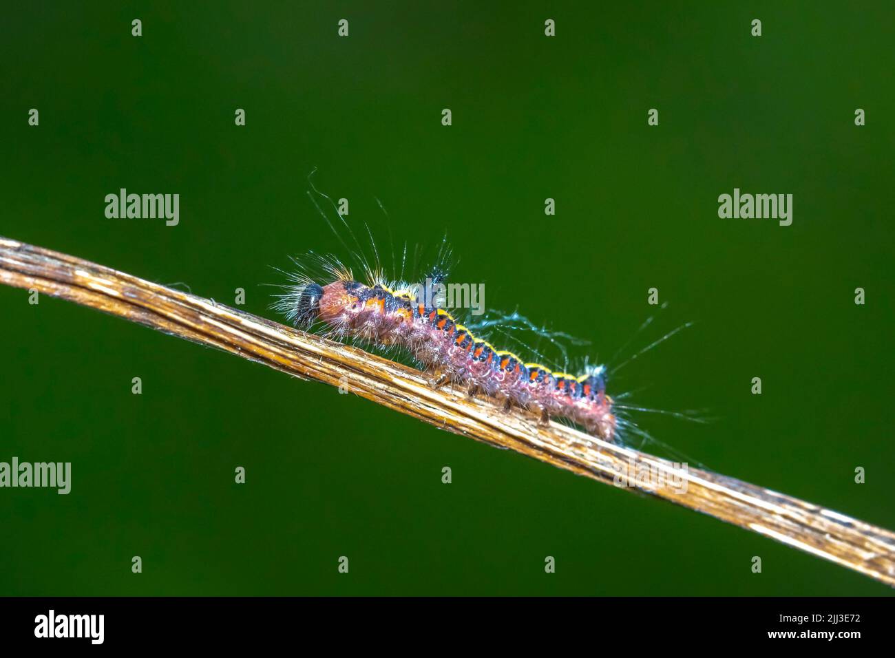Closeup of a caterpillar of a grey dagger, Acronicta psi, moth crawling ...