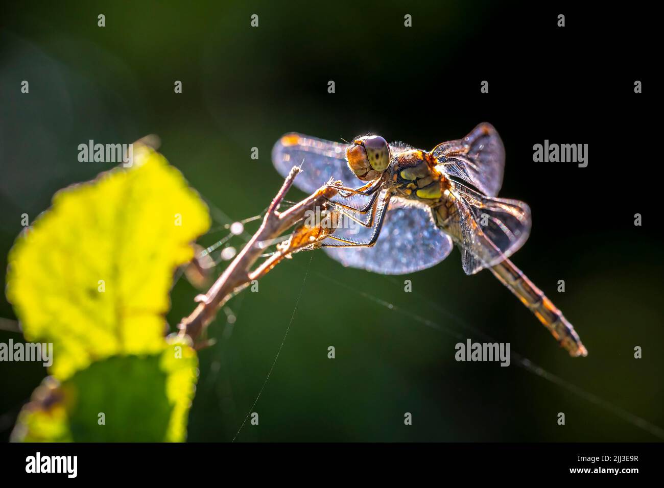 View of a common Darter, Sympetrum striolatum, female with his wings ...