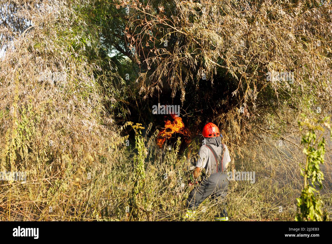 Fireman preparing to extinguish a forest fire that is catching a willow ...