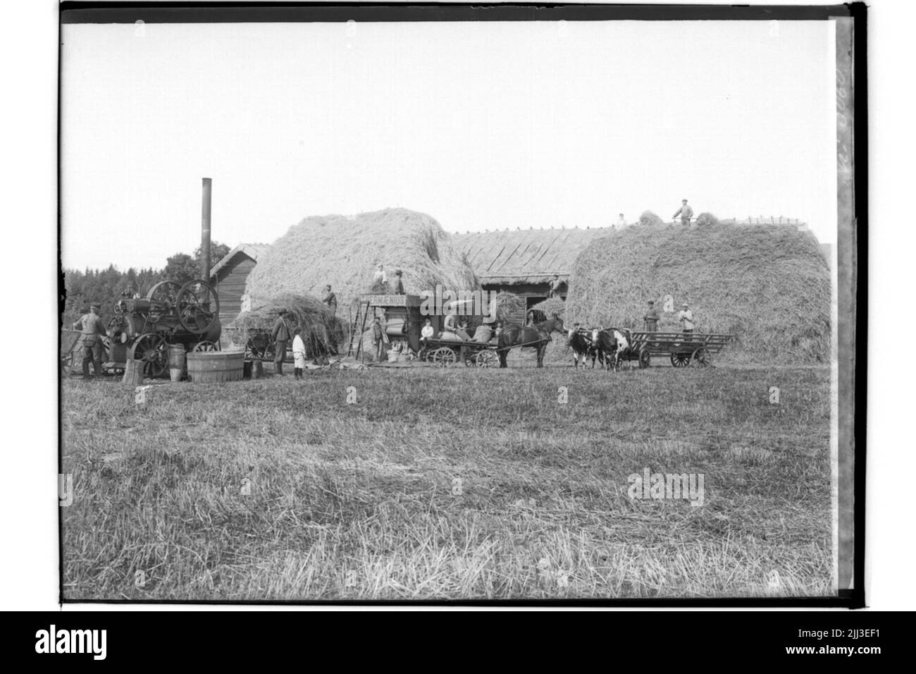 Threshing by oxen hi-res stock photography and images - Alamy