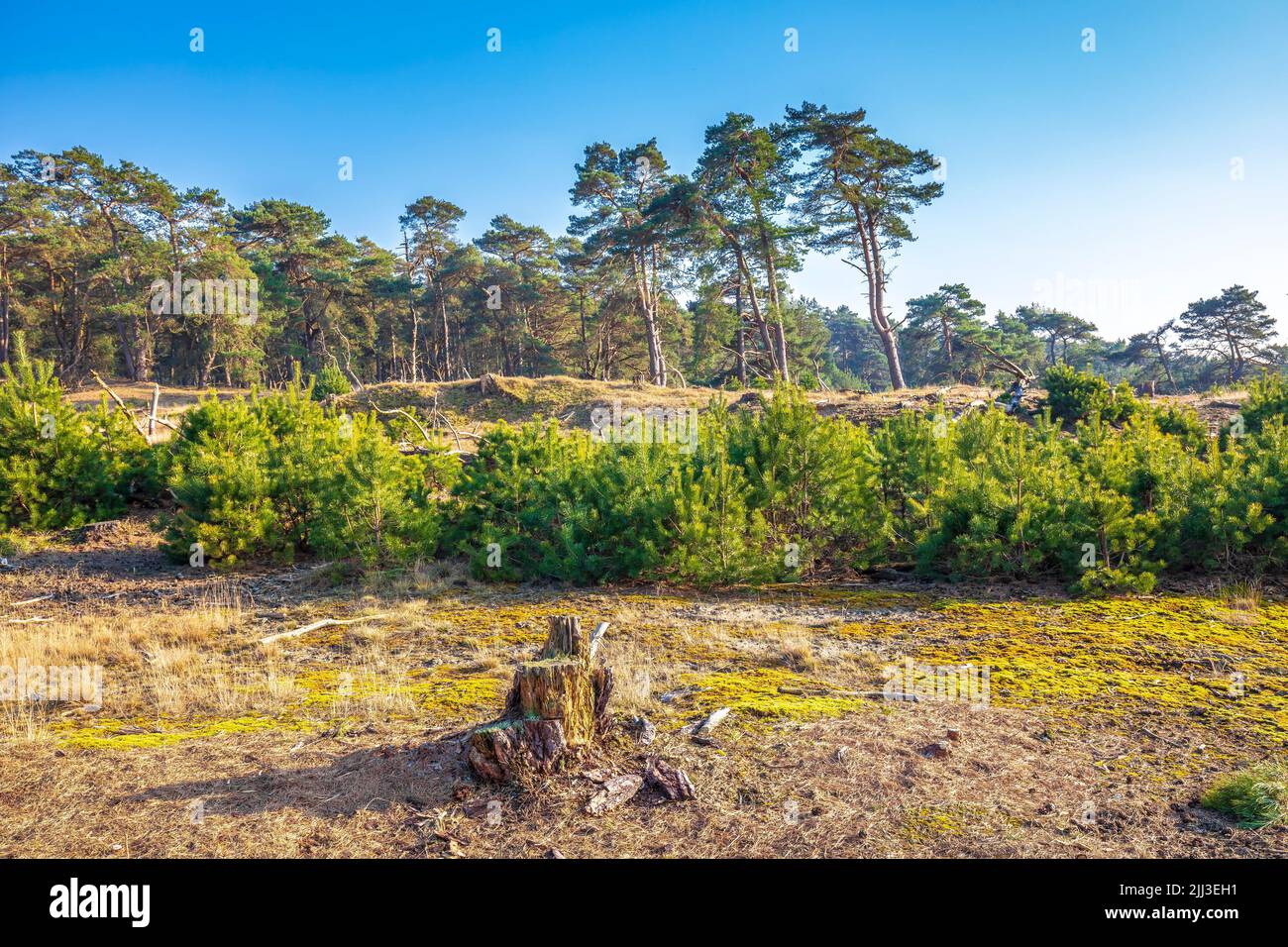 Desolate forest landcape national park de Hoge Veluwe, Holland Stock ...