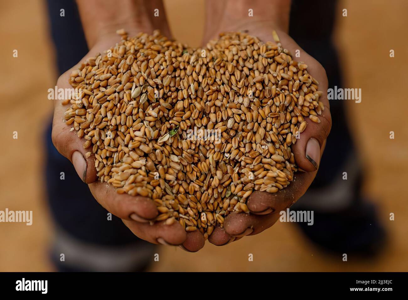 Close up of farmer's hands holding wheat grains. Harvest concept Stock ...