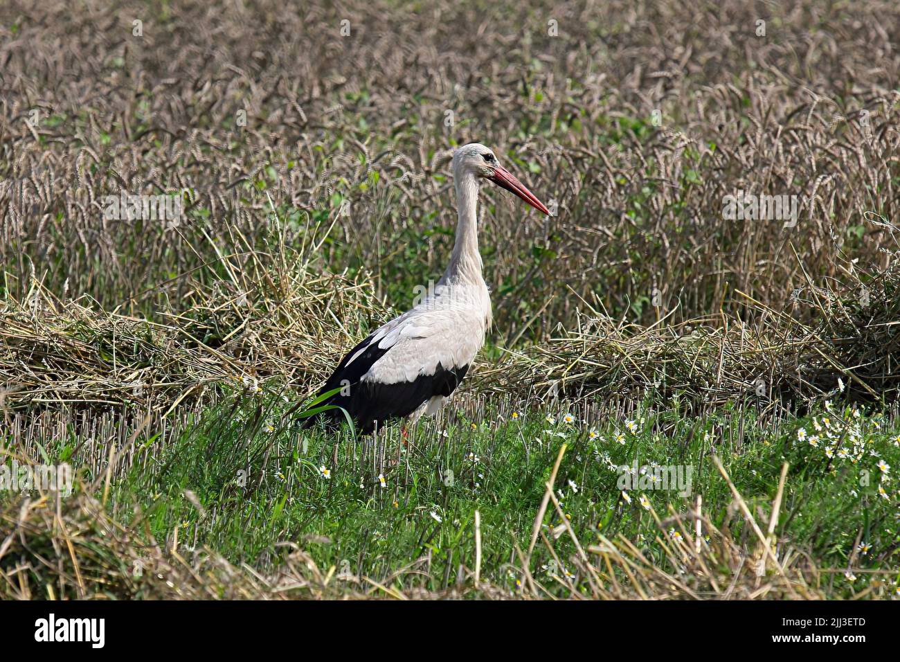 Black stork belarus hi-res stock photography and images - Alamy