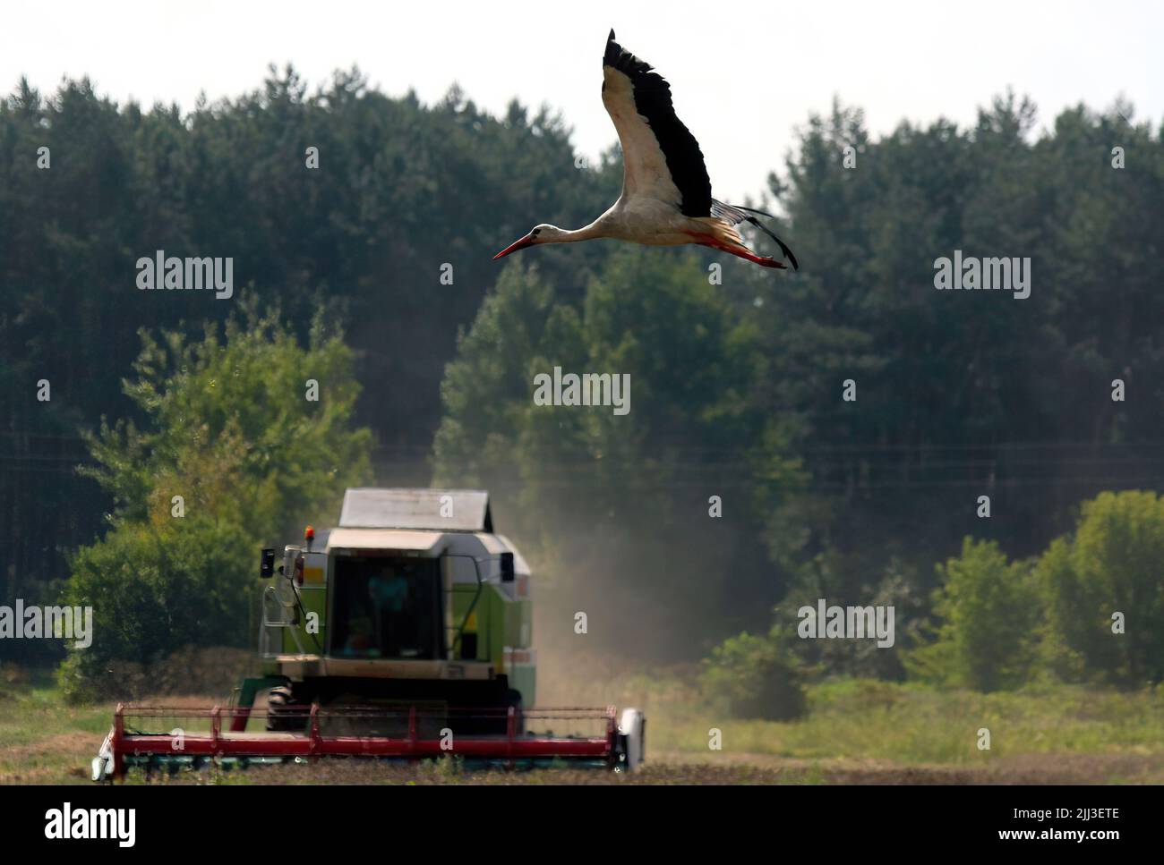 National bird of belarus hi-res stock photography and images - Alamy