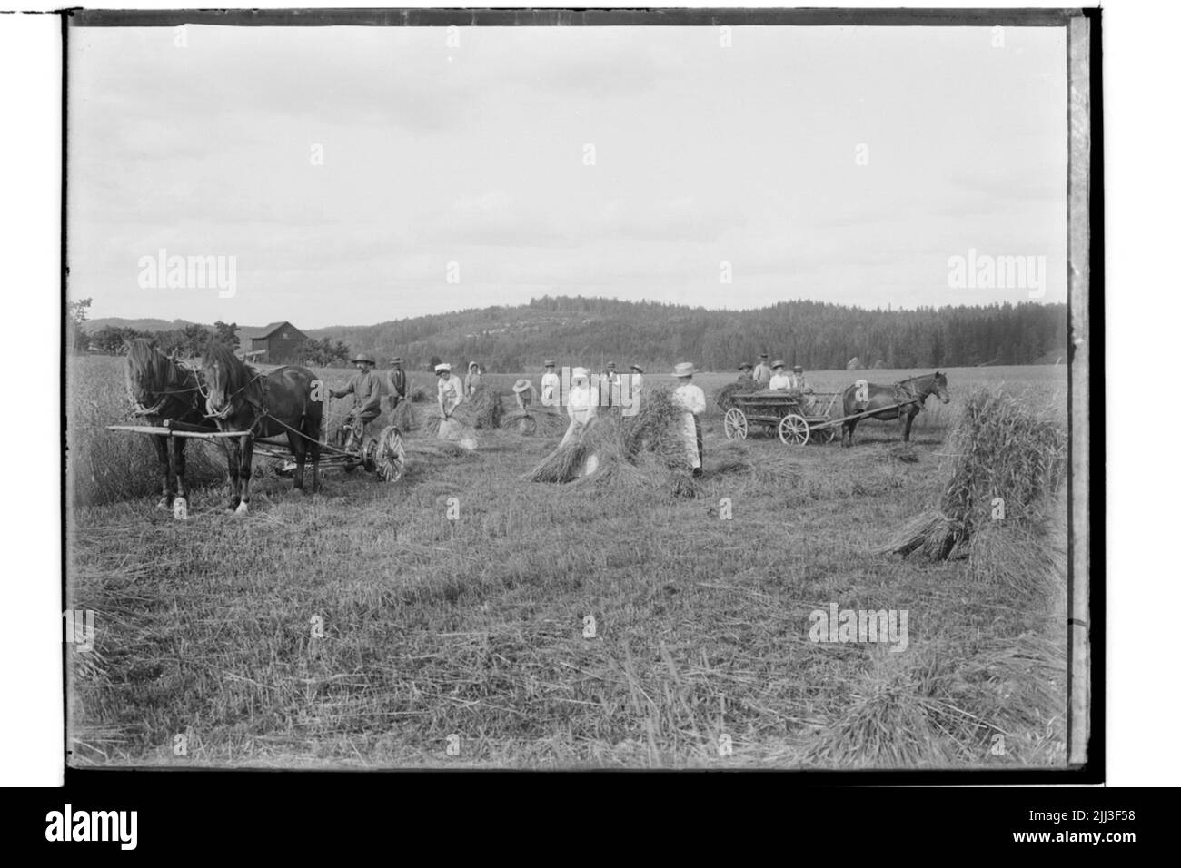 Harvest work, 14 people. A pair of horses tense for harvesting machine ...