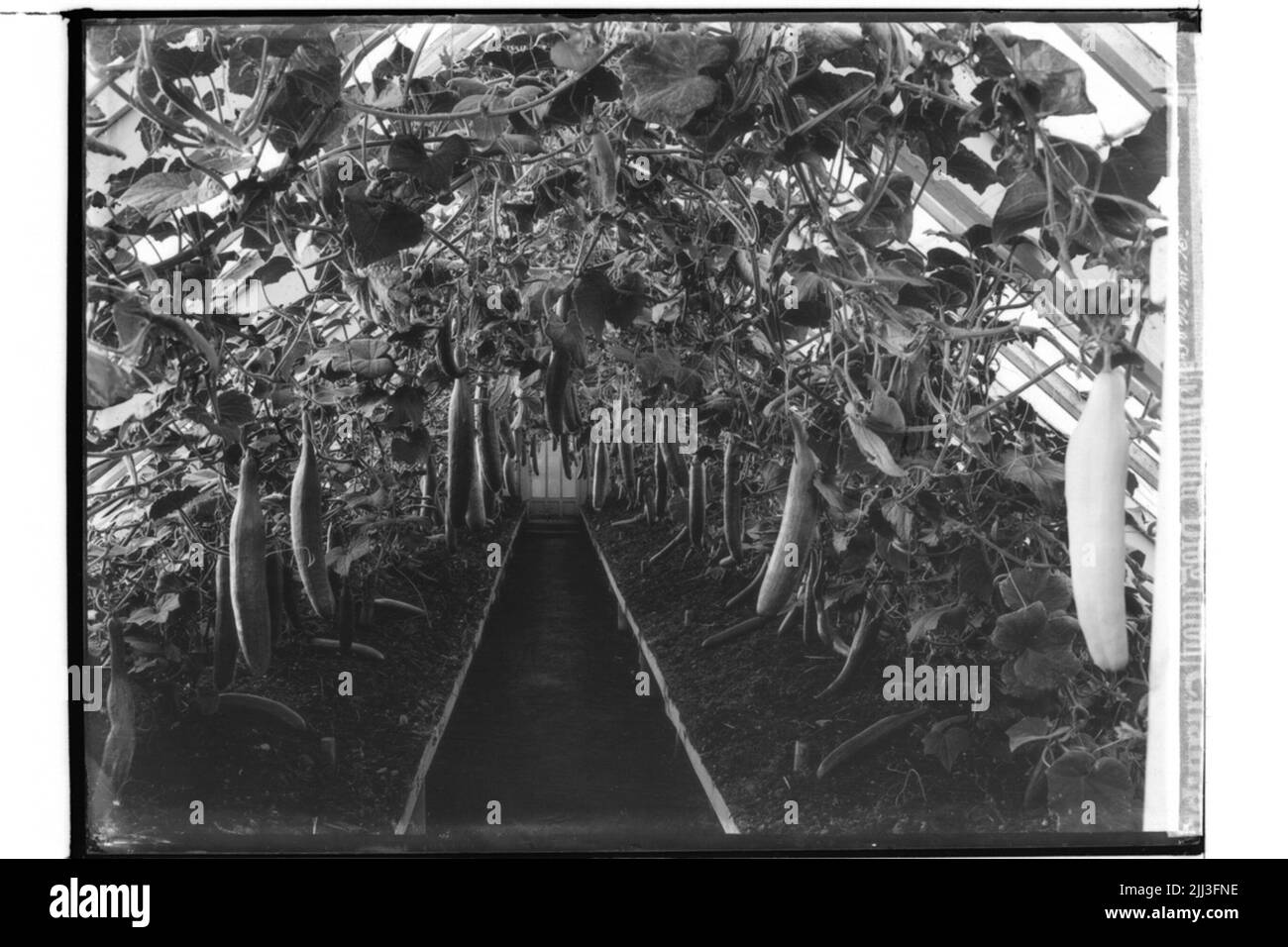 Cucumber castle Black and White Stock Photos & Images - Alamy