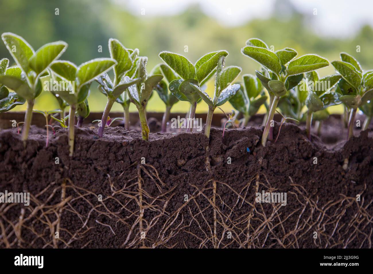 Fresh green soybean plants with roots Stock Photo - Alamy