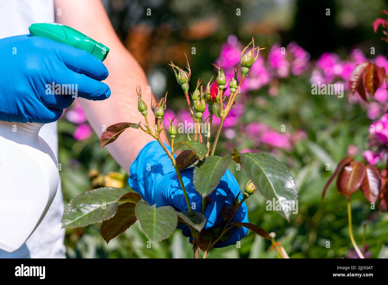 treatment in the garden of young shoots of roses from aphids ...