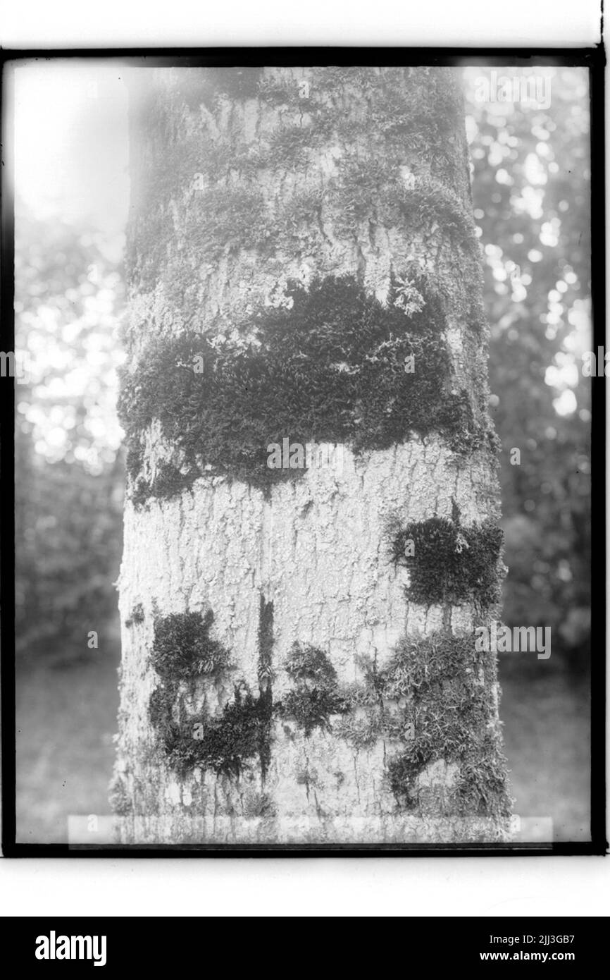 Tree bark trunk nature Black and White Stock Photos & Images - Alamy