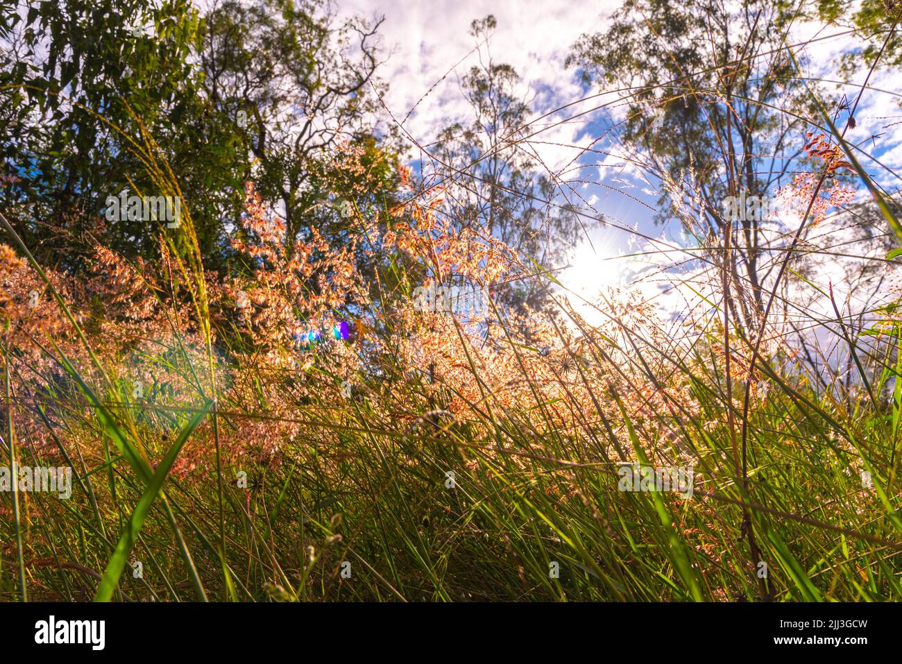 Crows nest falls hi-res stock photography and images - Alamy