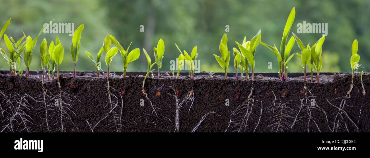 Corn plant roots hi-res stock photography and images - Alamy