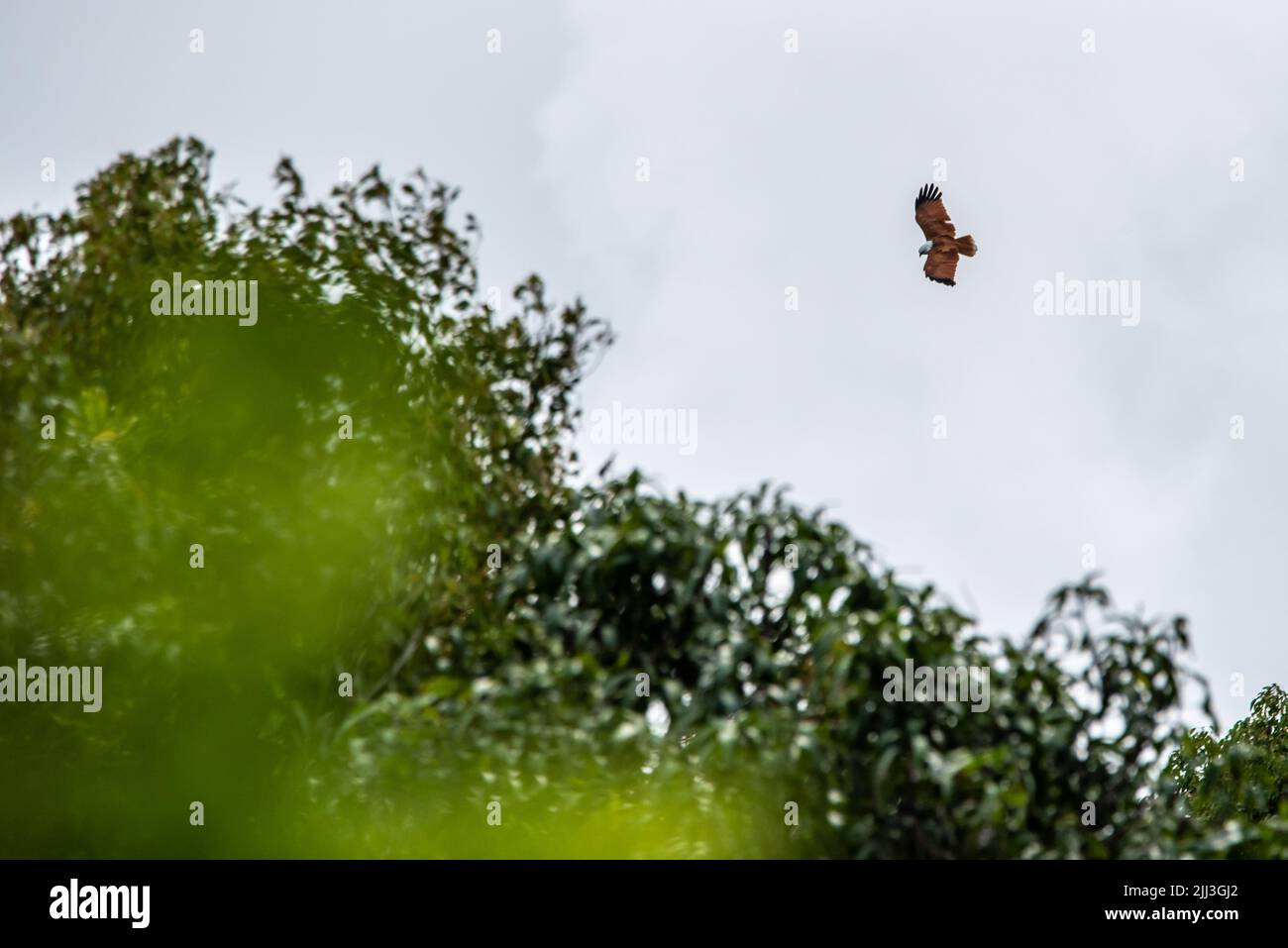 Grey Goshawk Accipiter Novaehollandiae. Australian wild raptor on blue ...