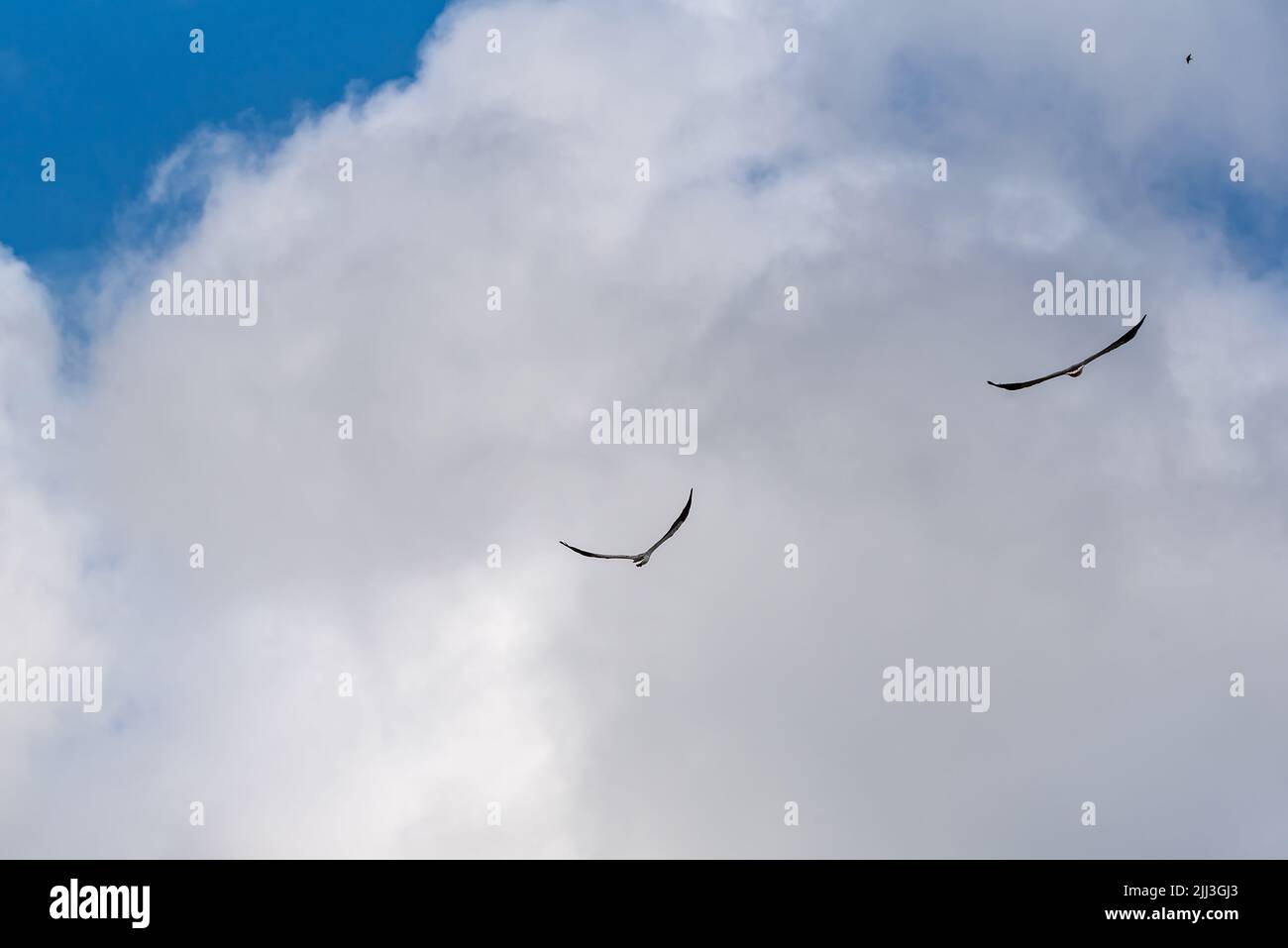Two Grey Goshawk Accipiter Novaehollandiae. Australian wild raptor on ...