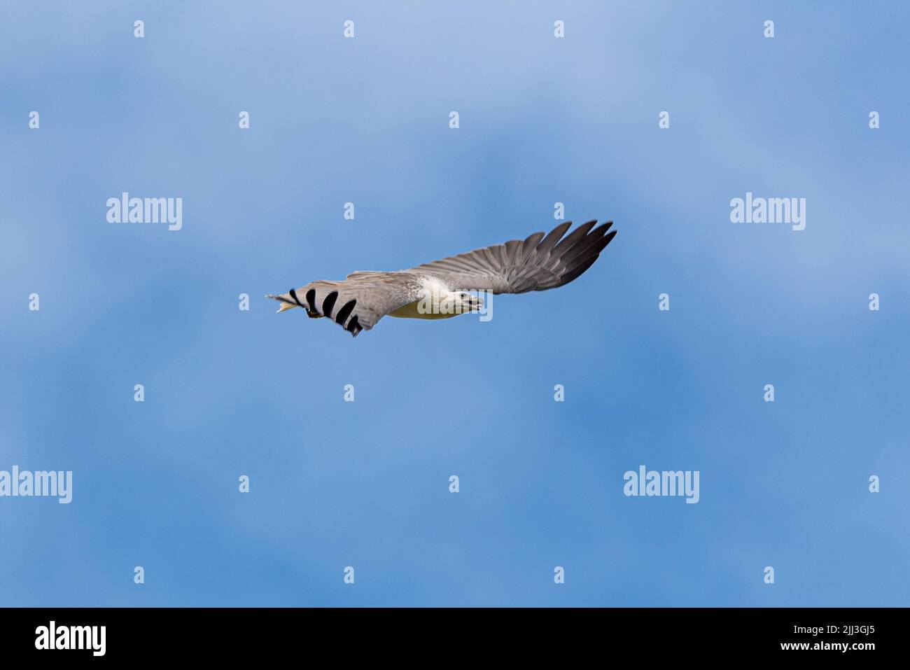 Grey Goshawk Accipiter Novaehollandiae. Australian wild raptor on blue ...