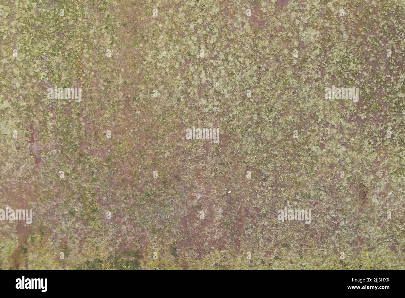 Green moss or mold on old dirty metal surface background texture wall ...