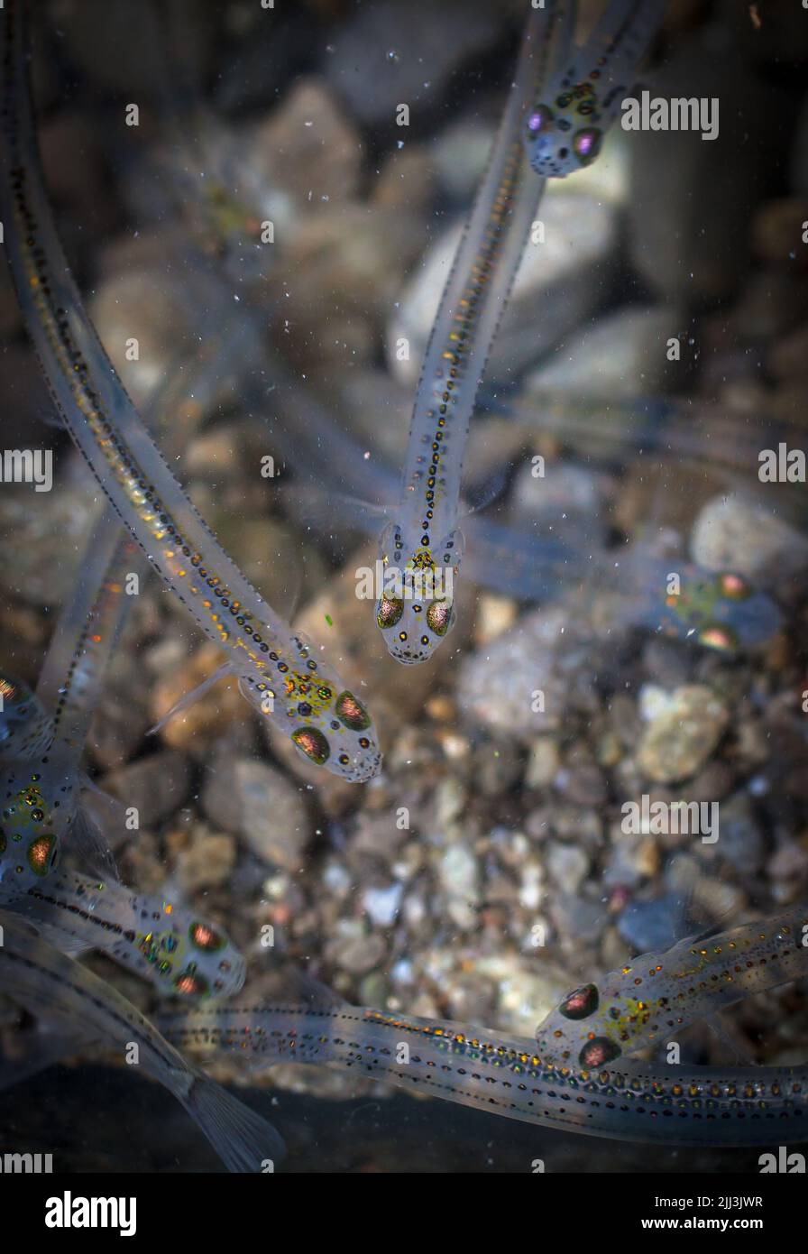 New Zealand Whitebait : (Galaxias maculatus): juvenile fishes, locally ...
