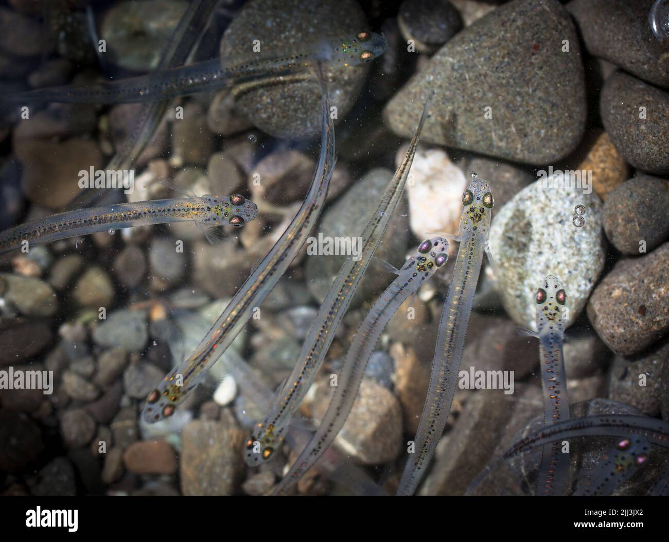 New Zealand Whitebait : (Galaxias maculatus): juvenile fishes, locally ...