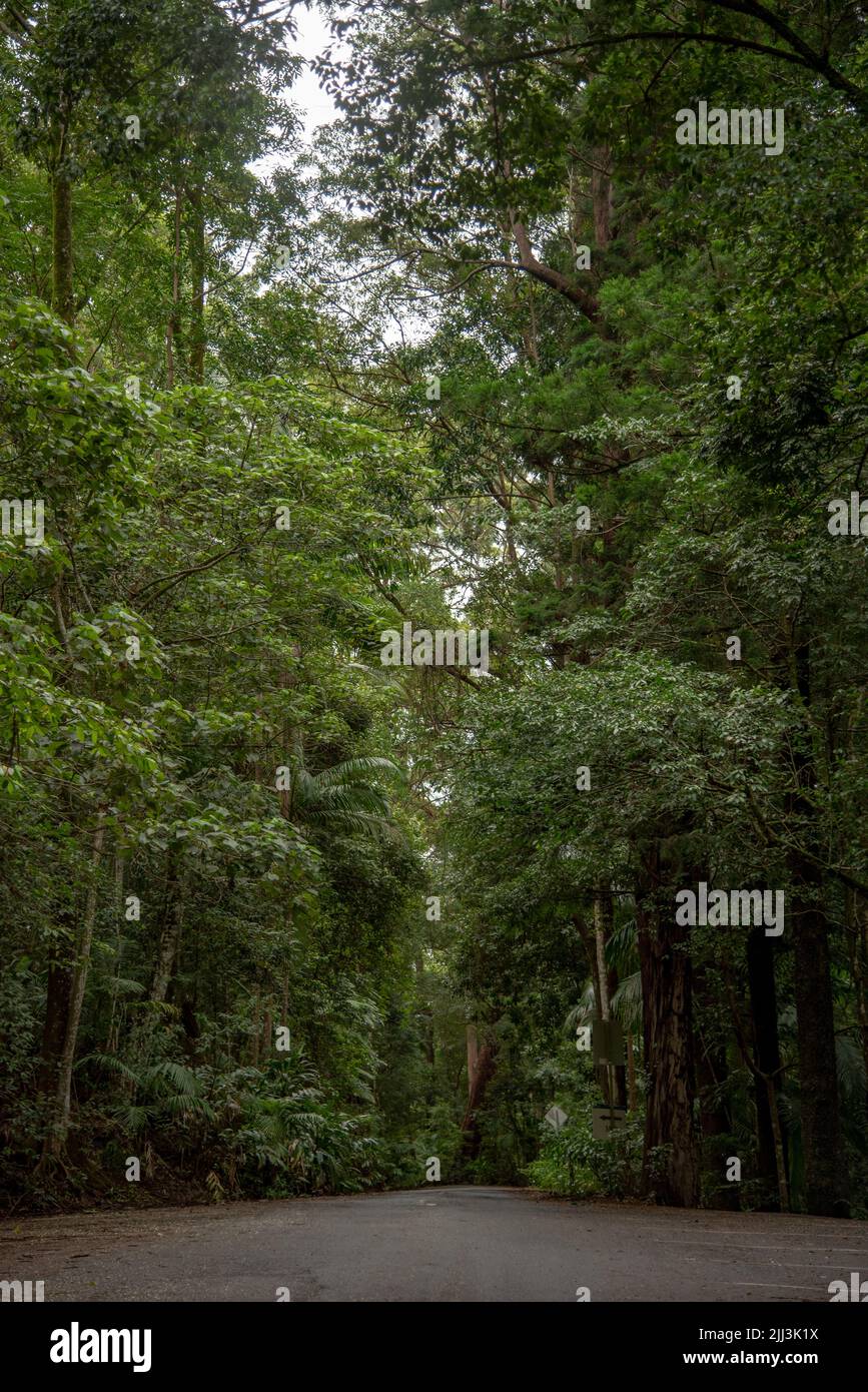 Rainforest views at Springbrook National Park during autumn season ...